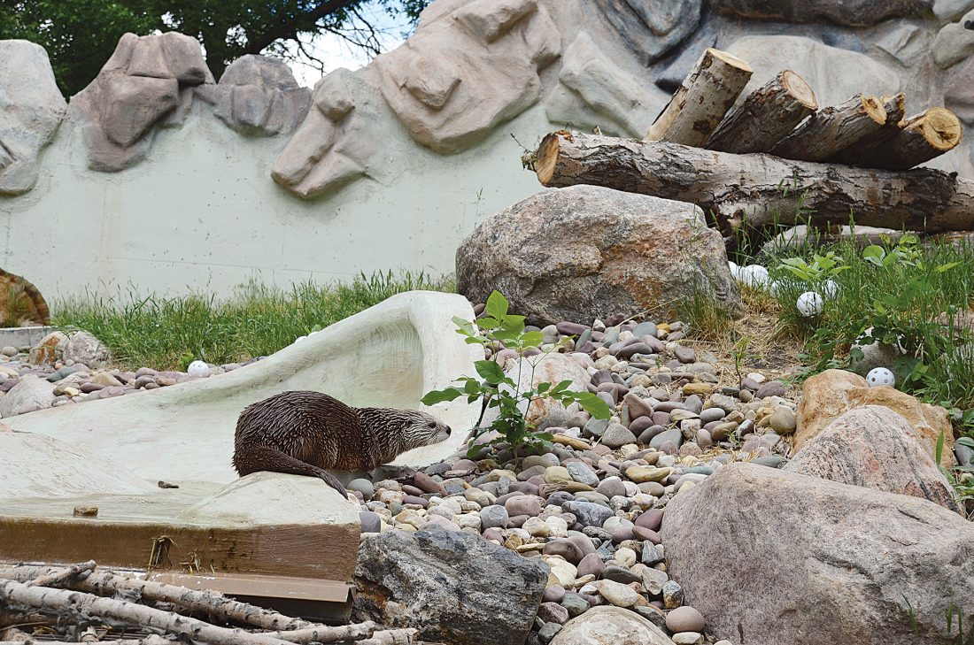 Greater Minot Zoological Society celebrates 50 years | News, Sports ...